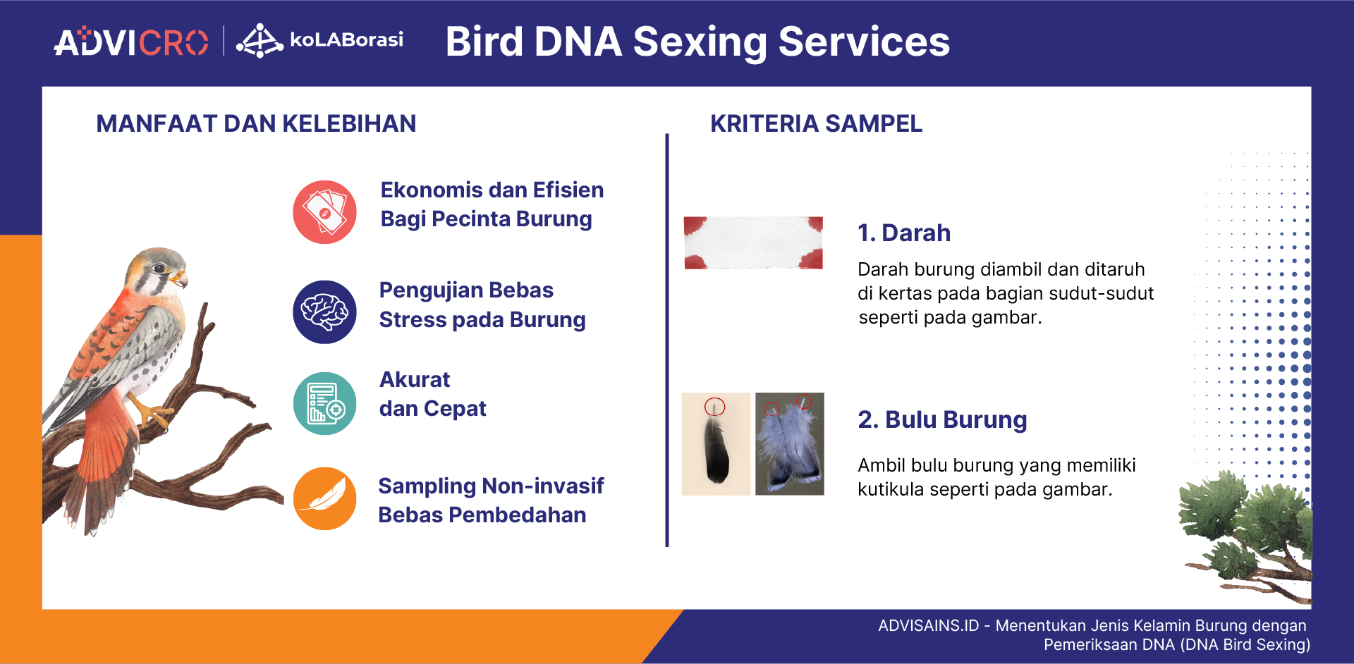 Menentukan Jenis Kelamin Burung dengan Pemeriksaan DNA