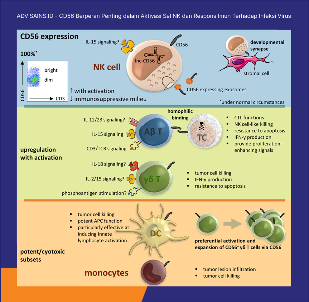 CD56 dalam Aktivasi Sel NK dan Respons Imun Terhadap Virus