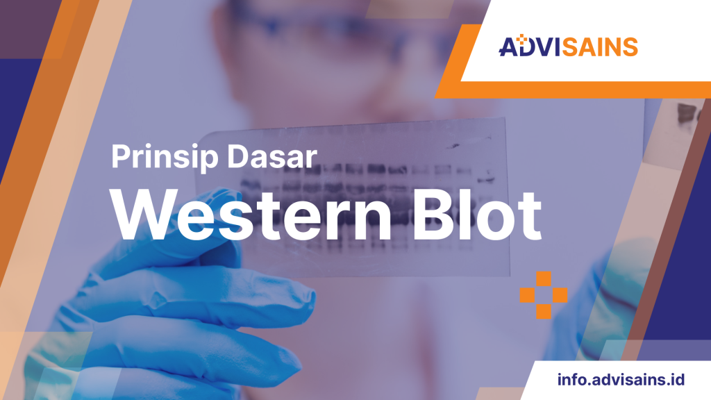 Prinsip Dasar Western Blot dalam Analisis Protein Seluler - Info Advisains